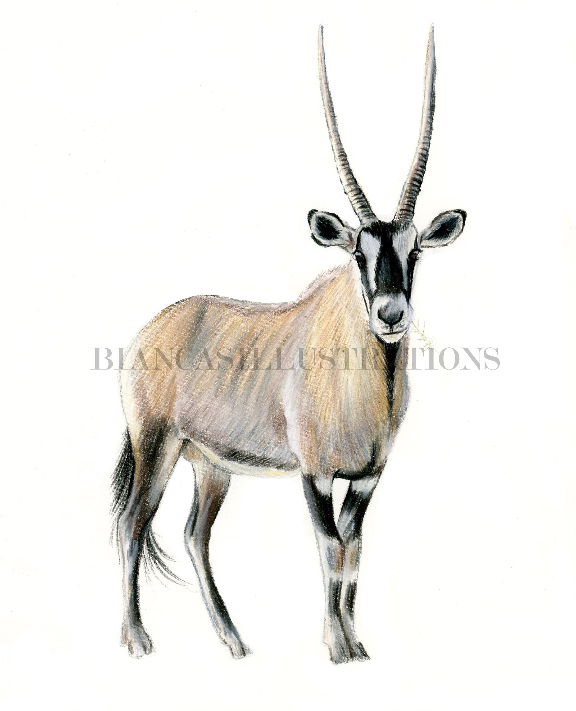 Antelope Drawing