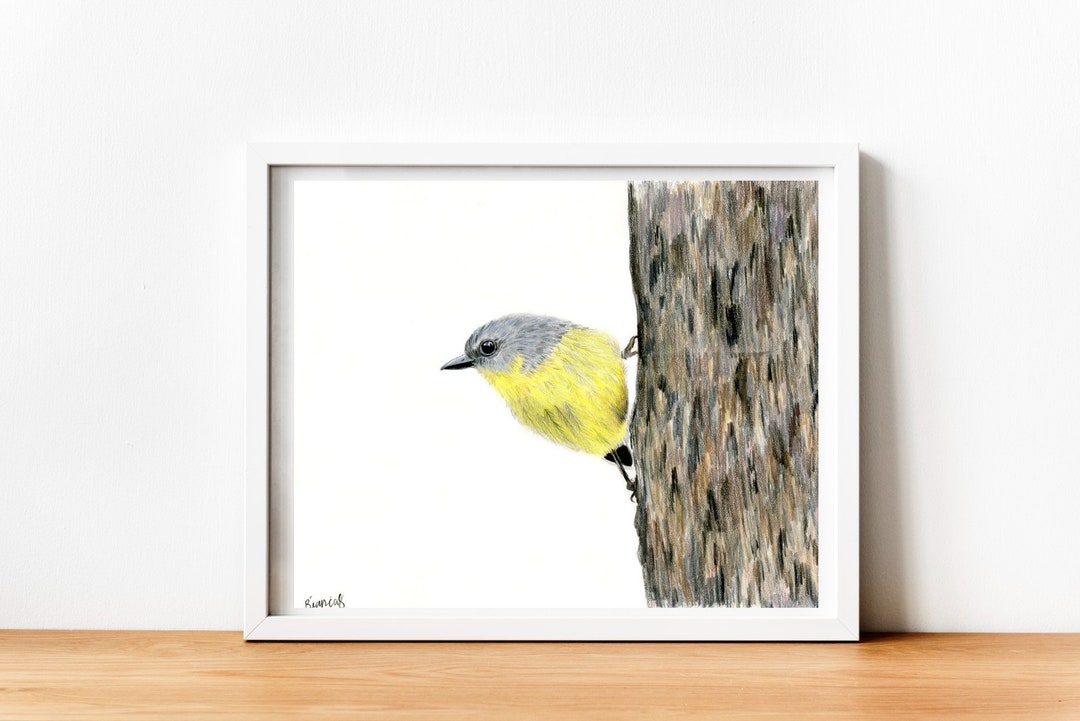 Eastern Yellow Robin Drawing | ORIGINAL Artwork | 8"x10" | Bird Art ...
