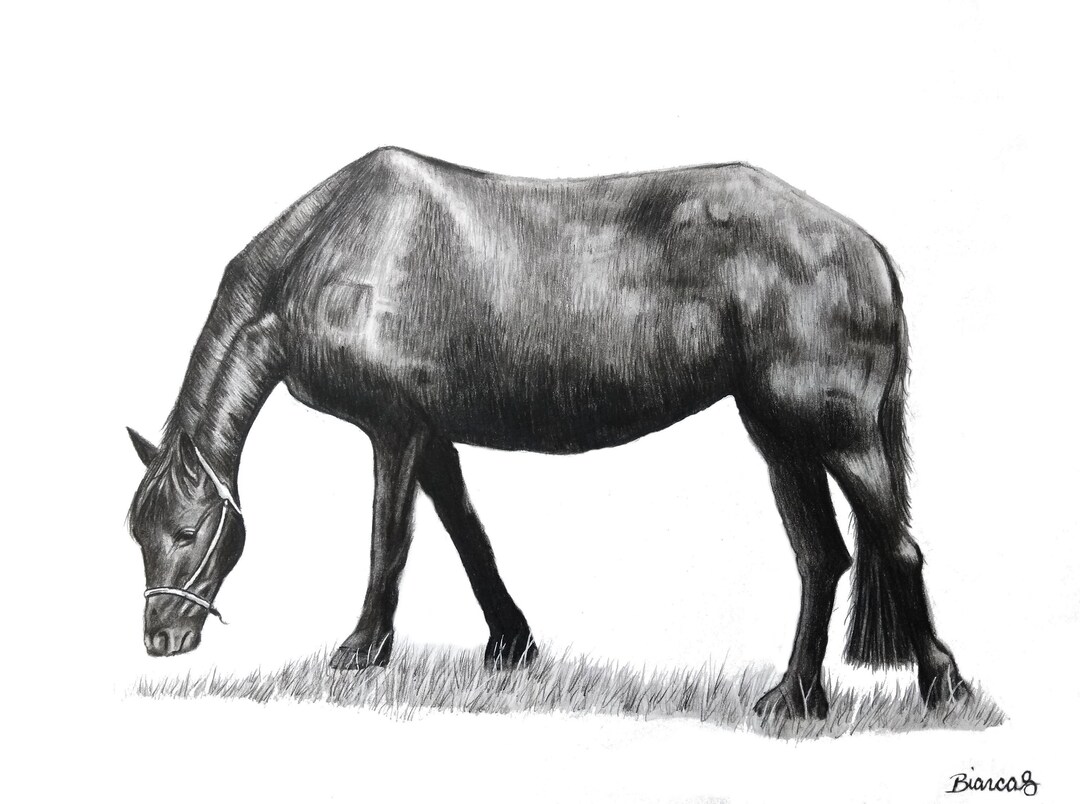 Custom BLACK AND WHITE Pet Portrait, Graphite Animal Drawing, Horse ...