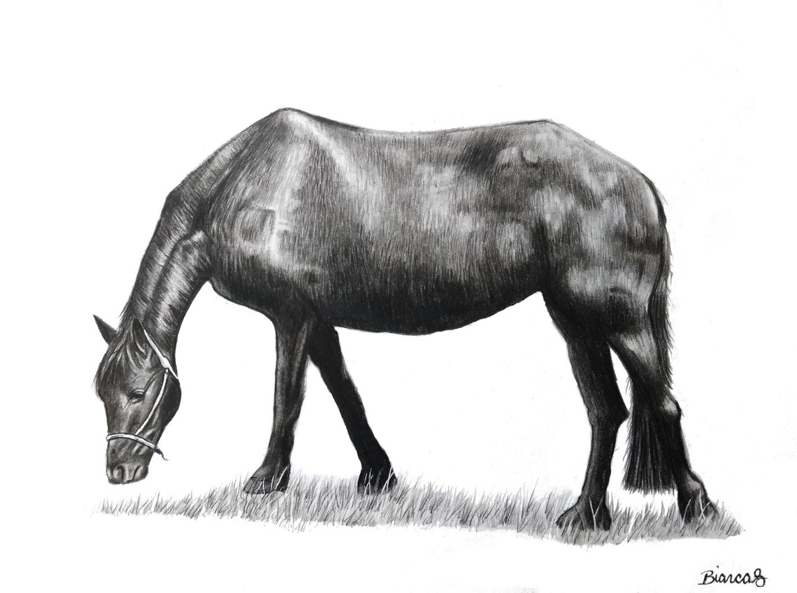 Custom BLACK AND WHITE Pet Portrait Graphite Animal Drawing | Etsy