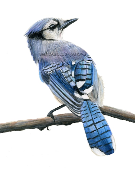 Blue Jay Bird Drawing