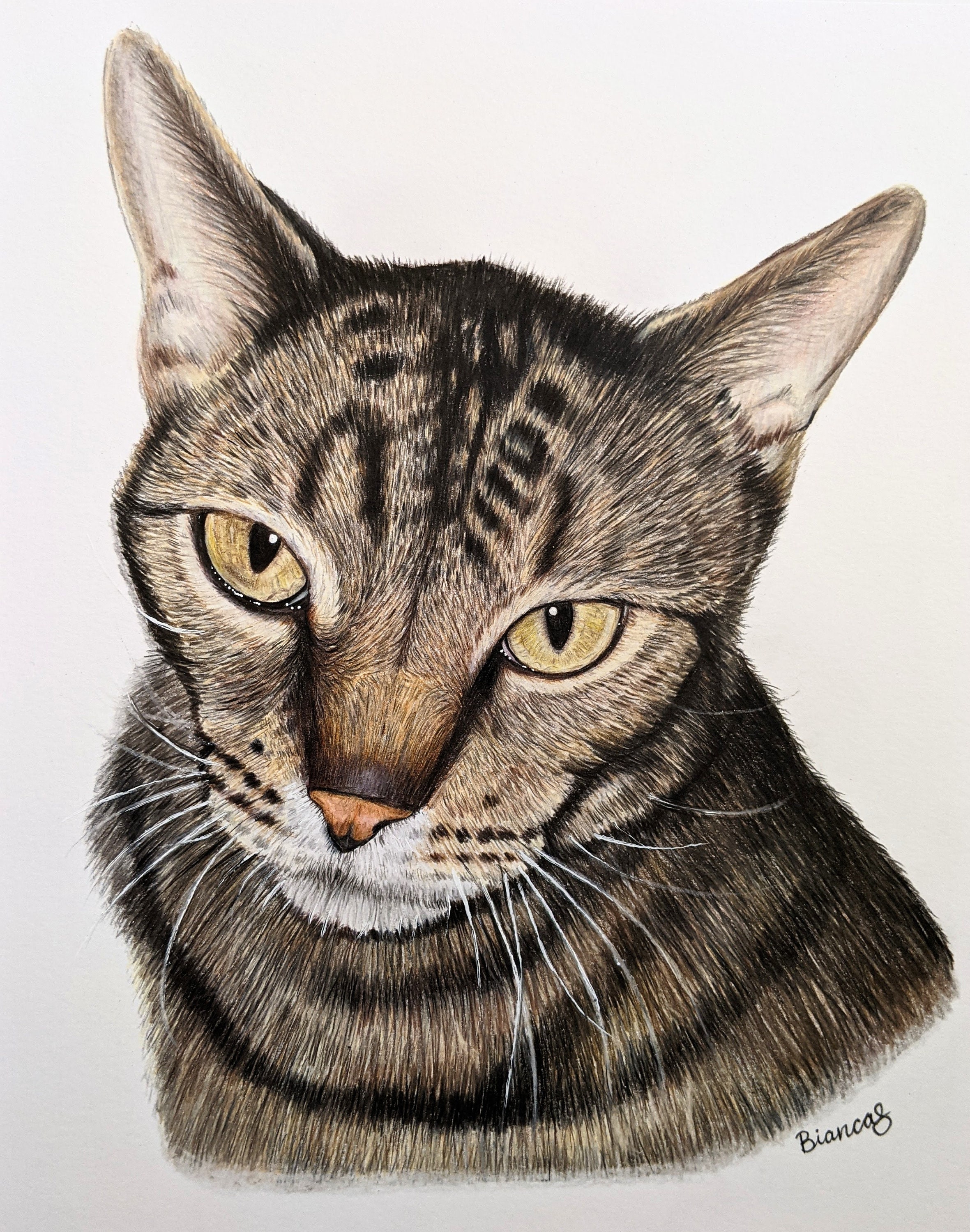 Cat Colored Pencil Drawing