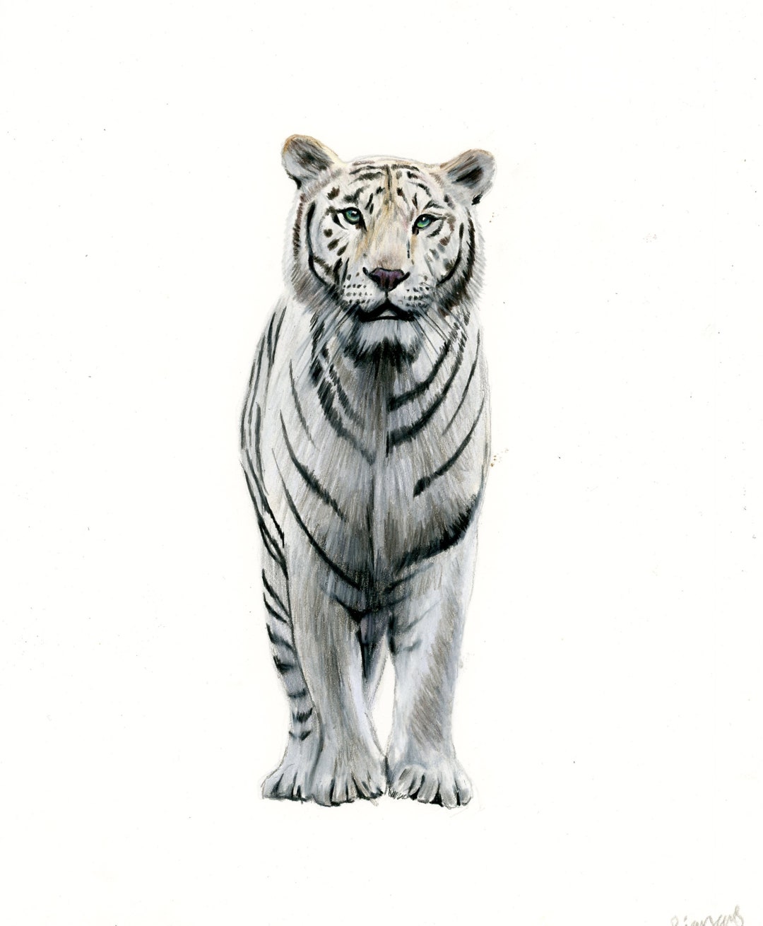 White Tiger Drawing | Colored Pencil Tiger Artwork | Hand Drawn | 8"x10 ...