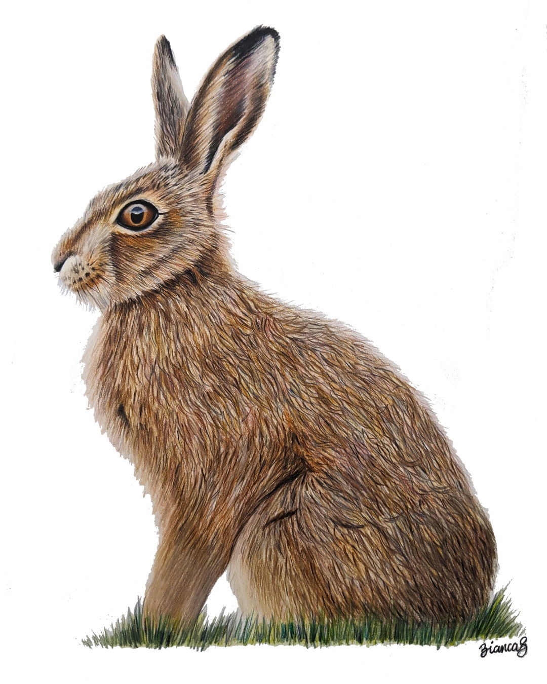 ORIGINAL Colored Pencil Hare Drawing, Realistic Artwork, Rabbit Art ...