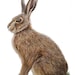 ORIGINAL Colored Pencil Hare Drawing, Realistic Artwork, Rabbit Art ...