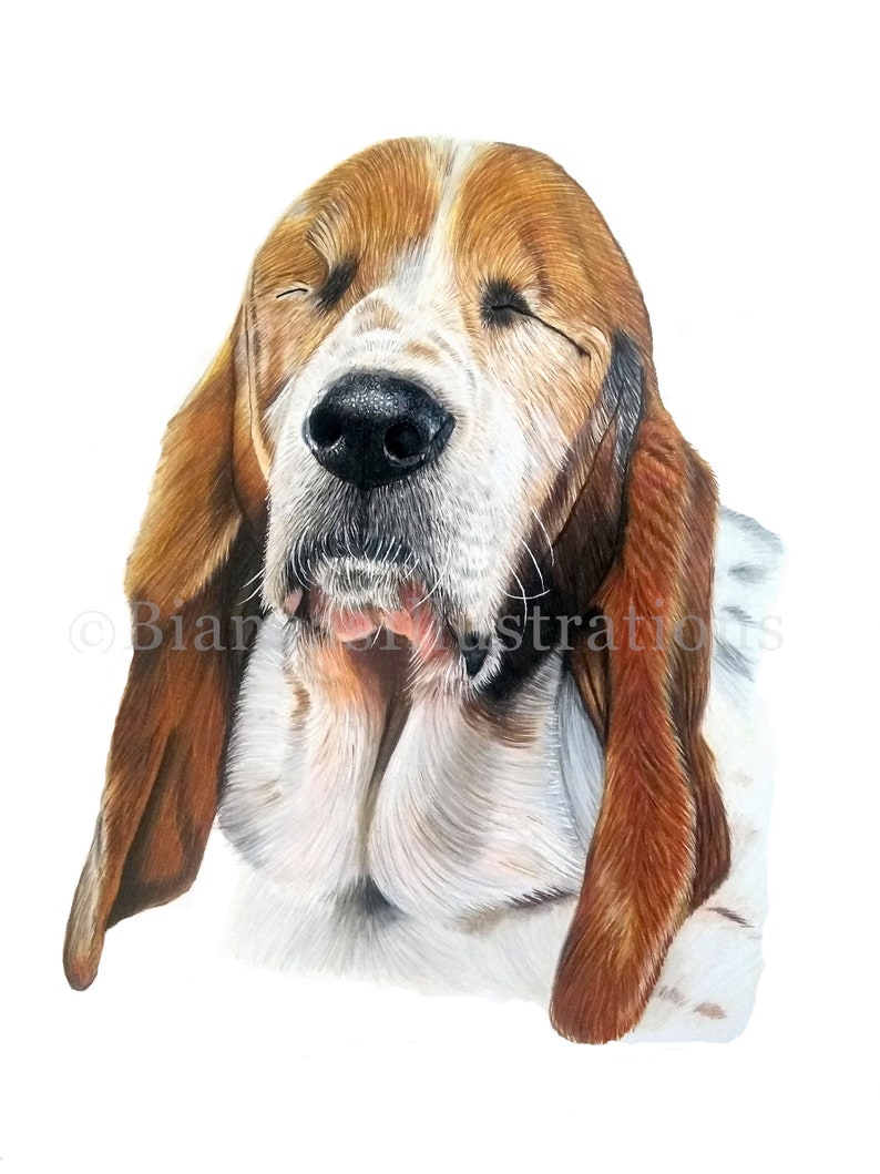 Custom Colored Pencil Pet Portraits Realistic Dog and Cat | Etsy