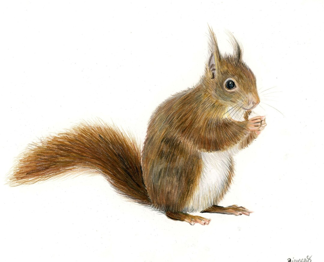 Squirrel Drawing | ORIGINAL Artwork | Hand Drawn | Wildlife Art | 8"x10 ...