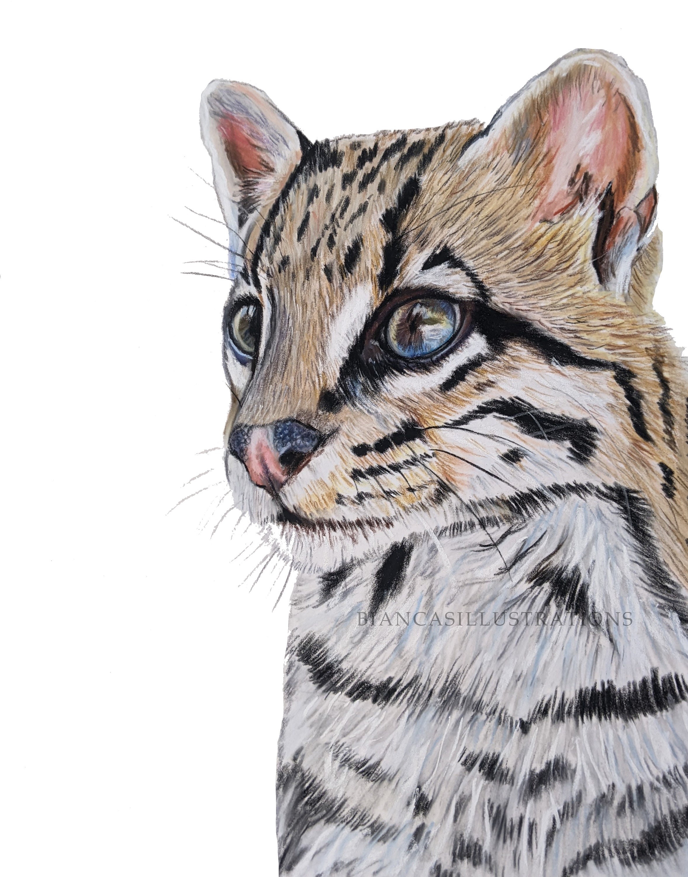 Ocelot Cat Drawing