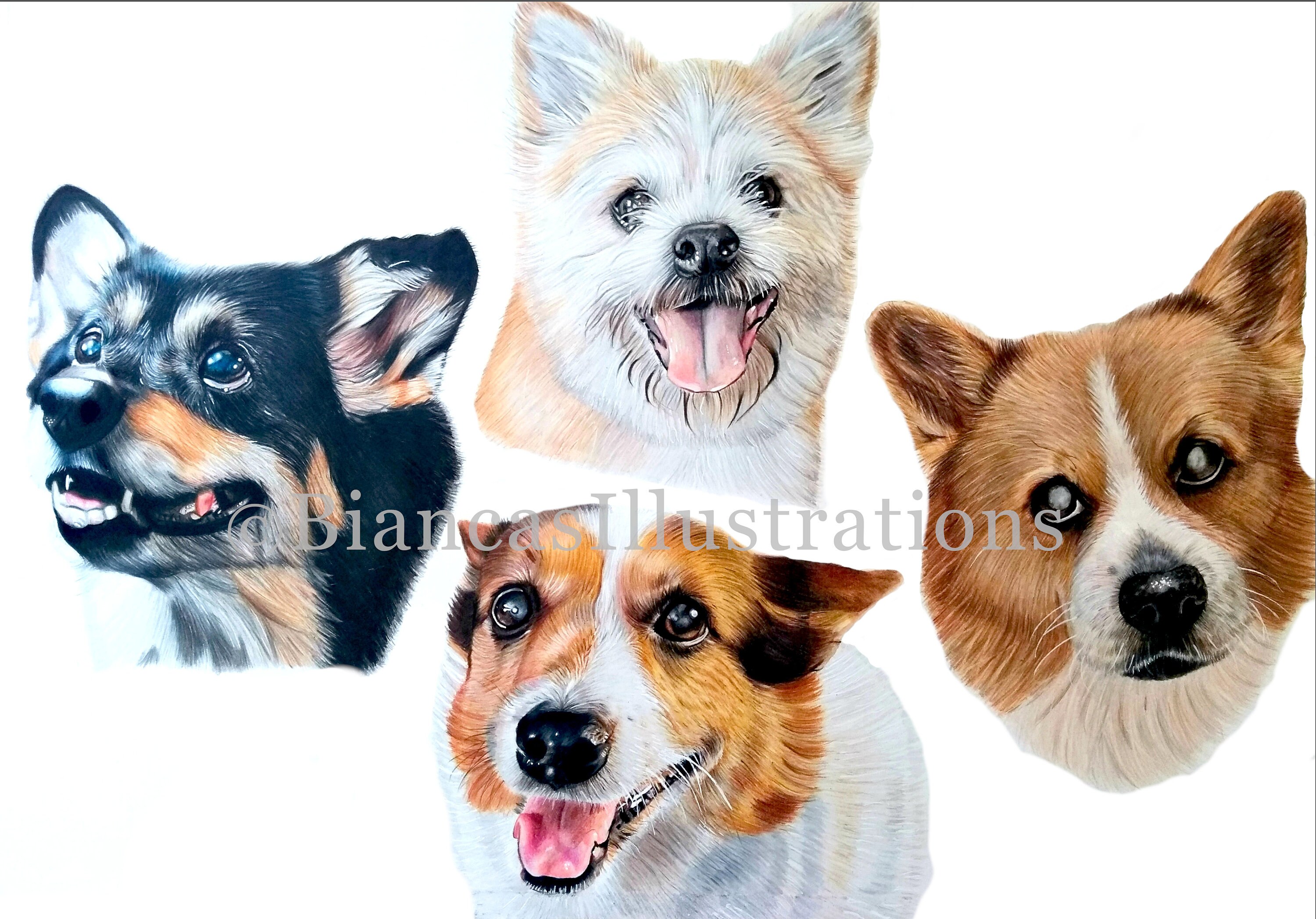 Custom Colored Pencil Pet Portraits Realistic Dog and Cat | Etsy