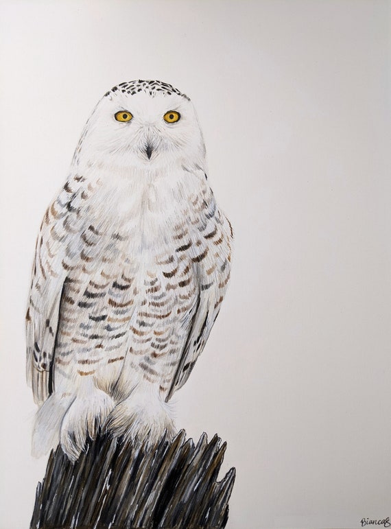 Snowy Owl Sketches