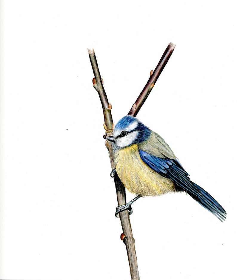 ORIGINAL Eurasian Blue Tit Bird Drawing, Colored Pencil Artwork ...