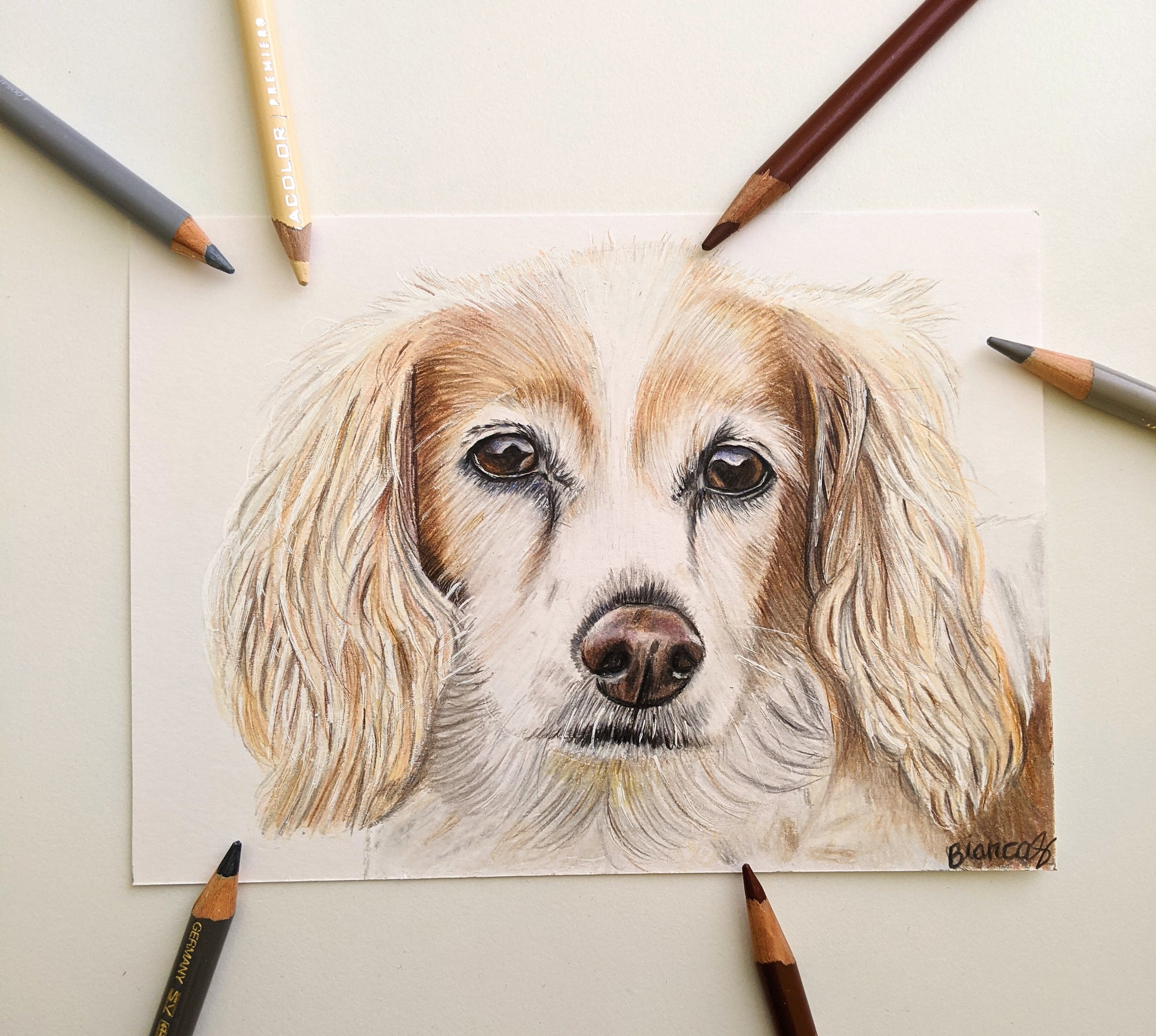 Custom Colored Pencil Pet Portraits Realistic Dog and Cat | Etsy