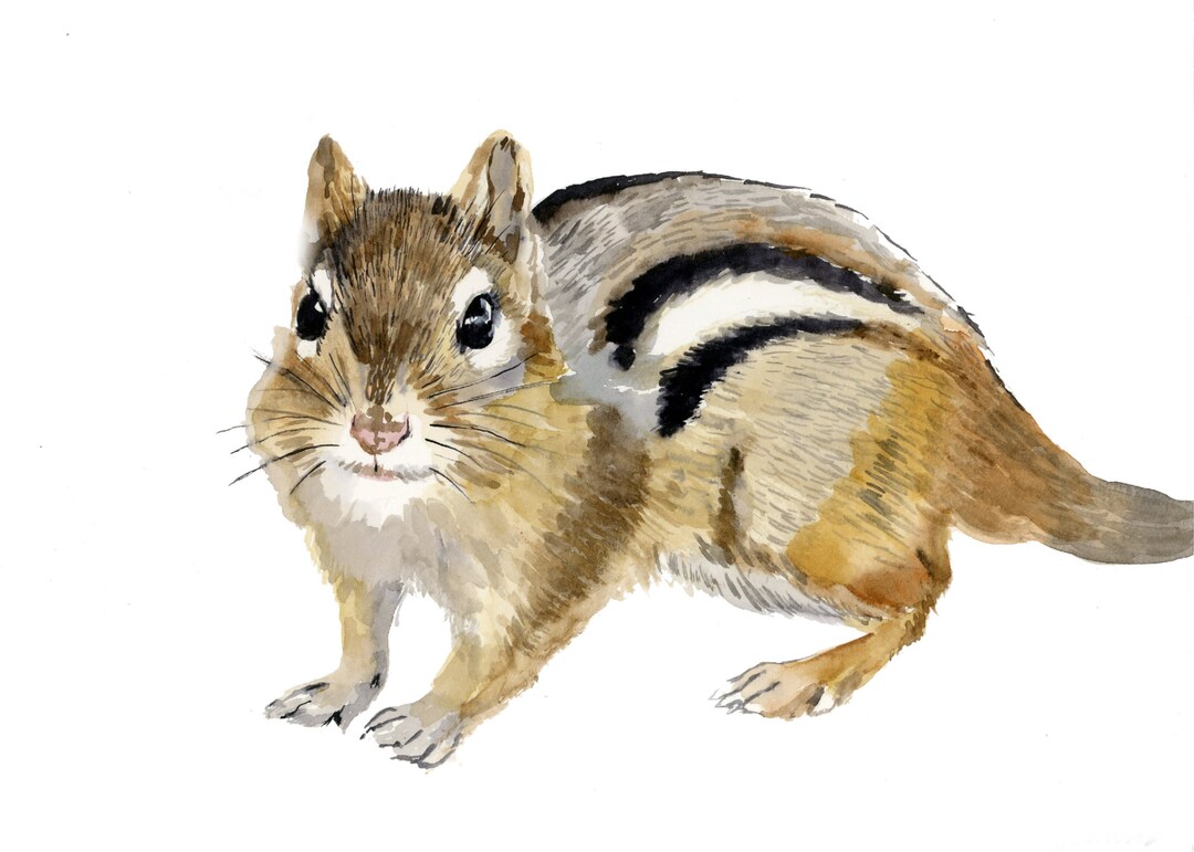 Chipmunk PRINT, 5x7 Art Print, Small Artwork, Wall Decor, Woodland ...