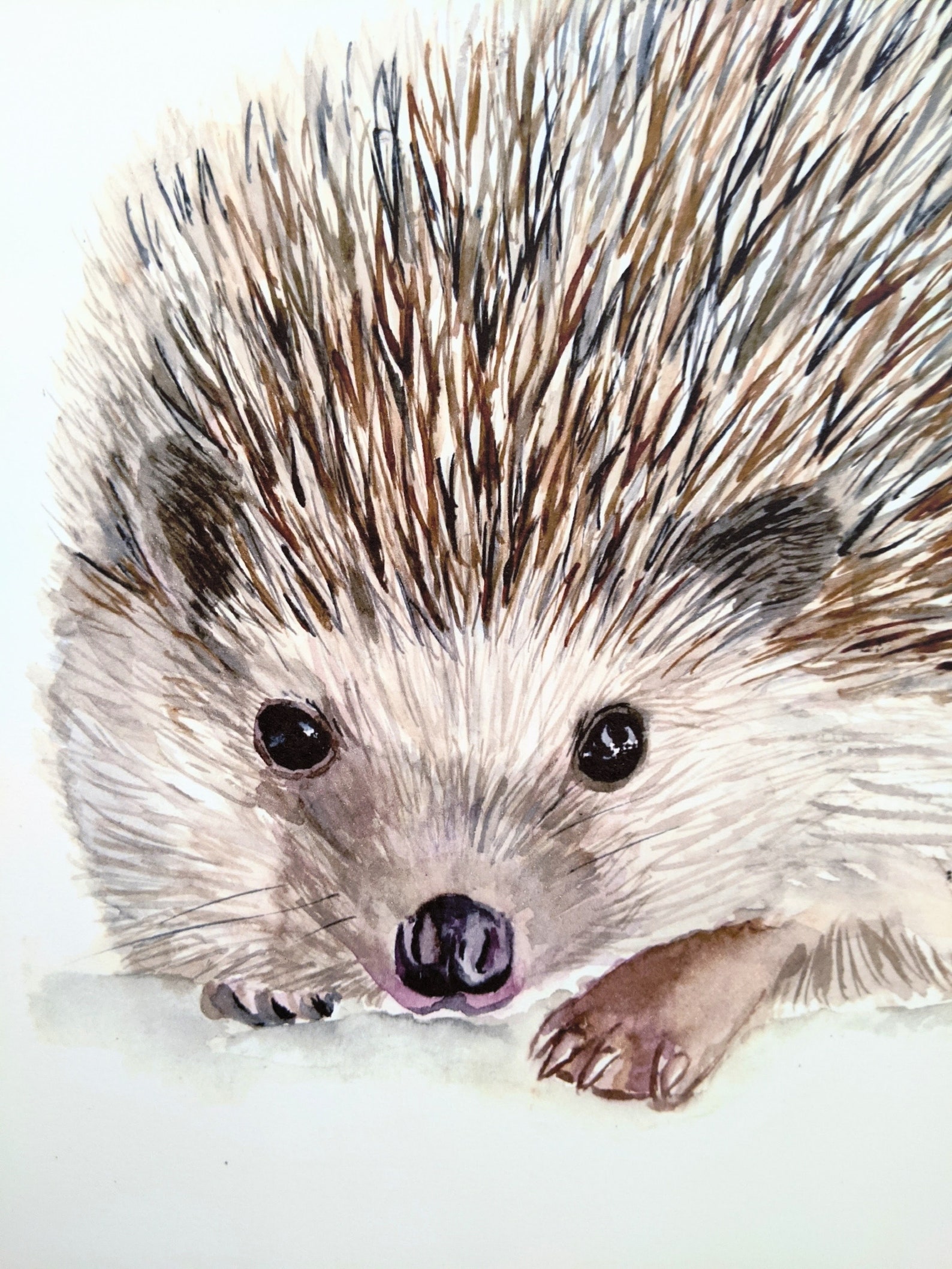 Hedgehog PRINT Watercolor Hedgehog Woodland Art Print - Etsy