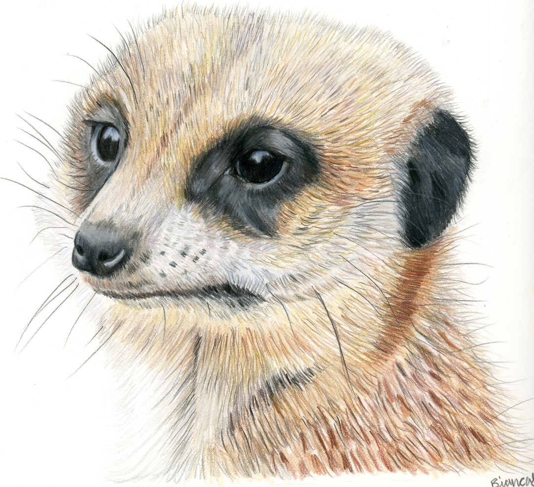 Meerkat Drawing | ORIGINAL Artwork | Hand Drawn Illustration | Colored ...