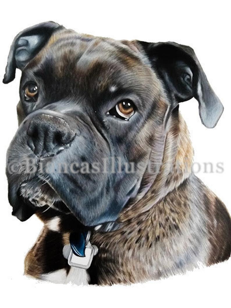 Custom Colored Pencil Pet Portraits Realistic Dog and Cat - Etsy