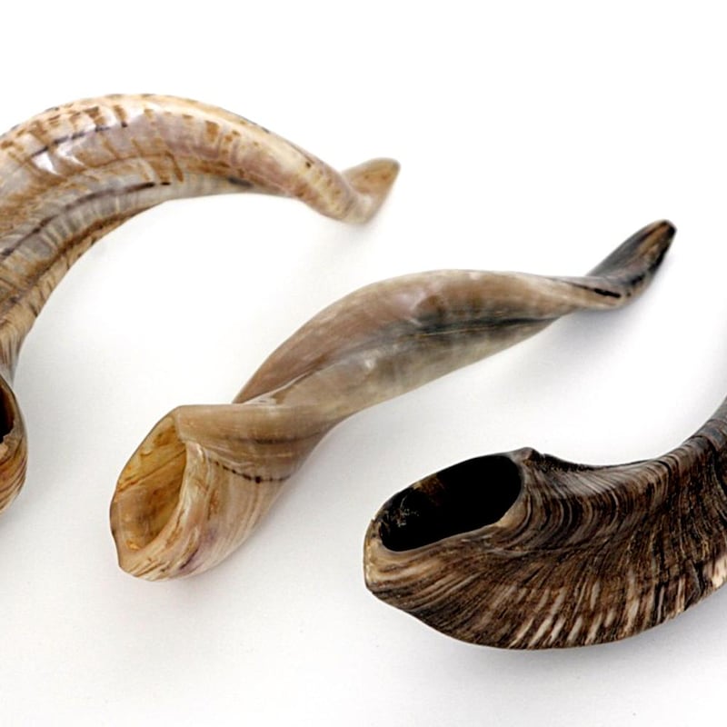 Real Ram Horns - Etsy