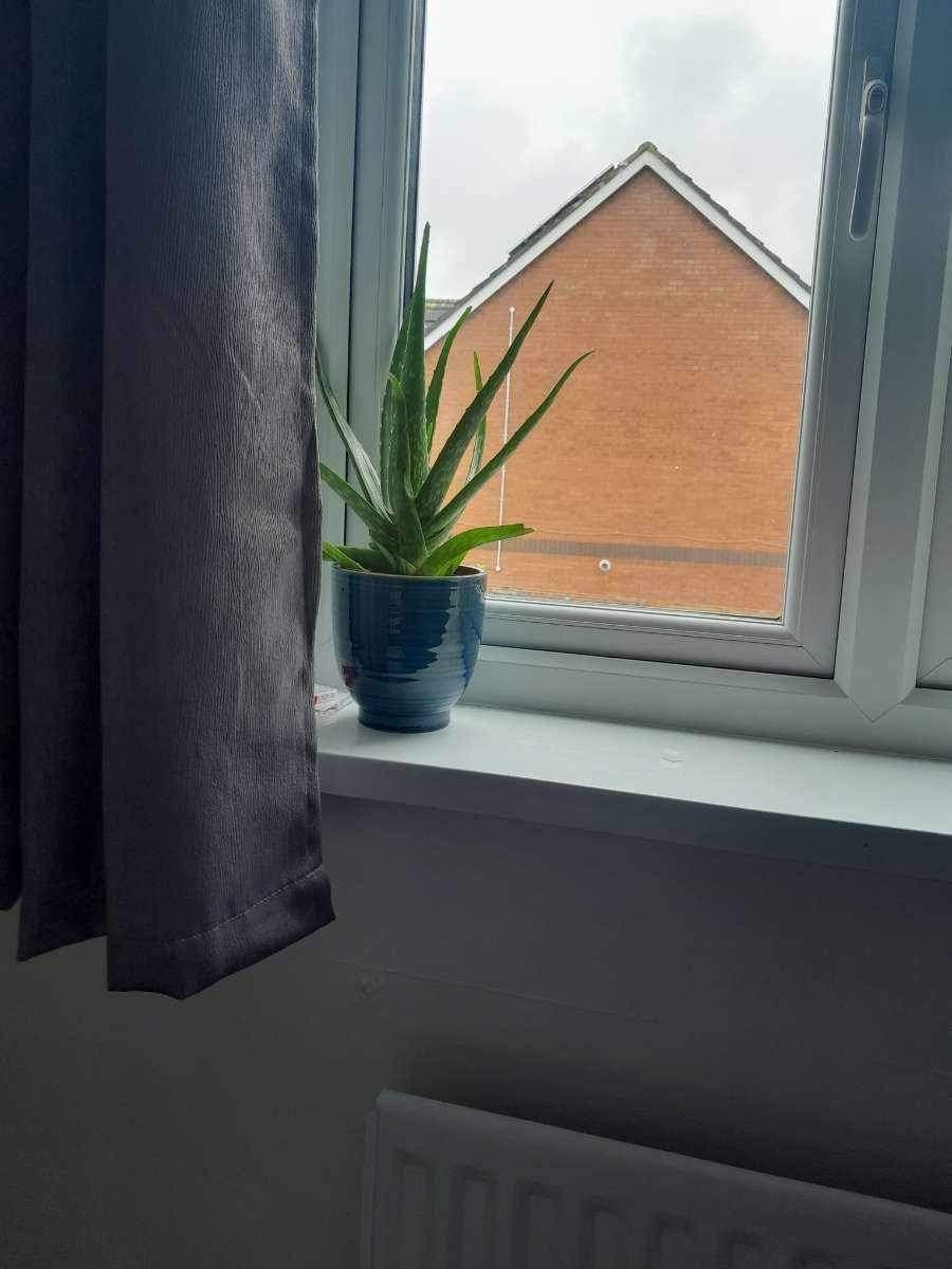 Aloe Vera Plant Sapling - Etsy UK