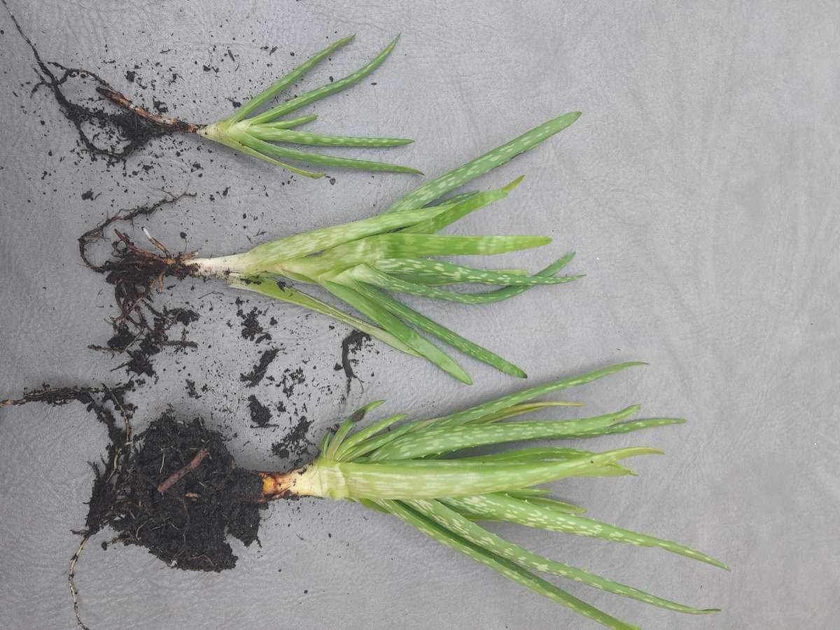 Aloe Vera Plant Sapling - Etsy UK