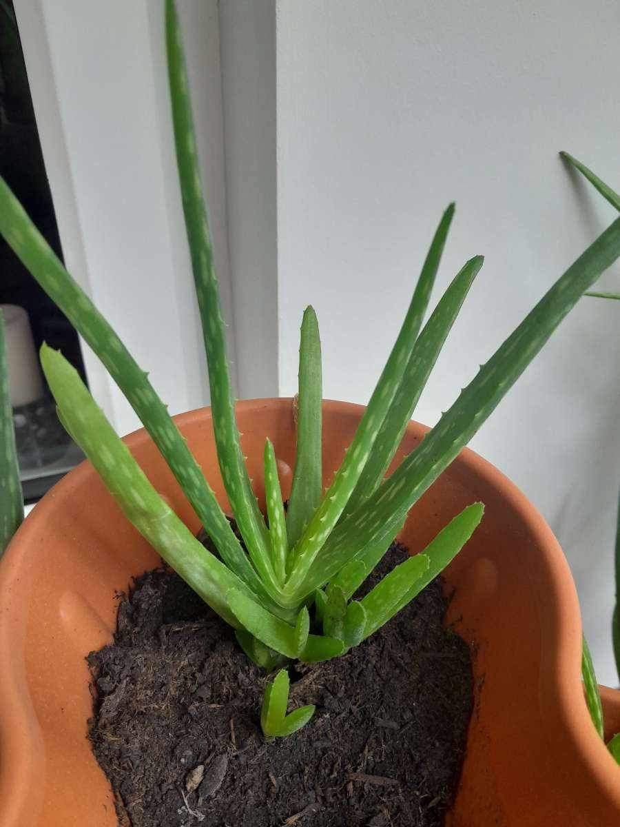 Aloe Vera Plant Sapling - Etsy UK