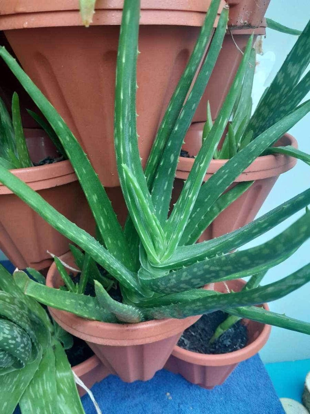 Aloe Vera Plant Sapling - Etsy UK
