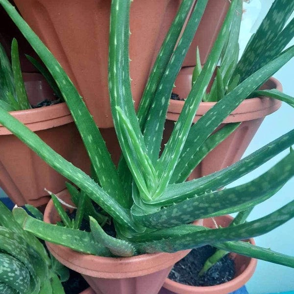 Aloe Vera Plant - Etsy UK