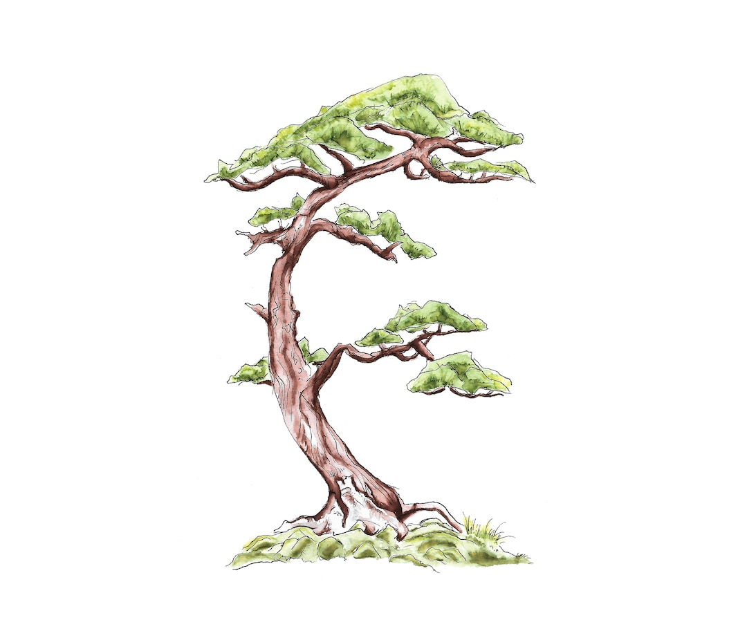 Bonsai Tree Podocarpus Digital Print, Watercolor, Tree, Tree Art, Tree ...