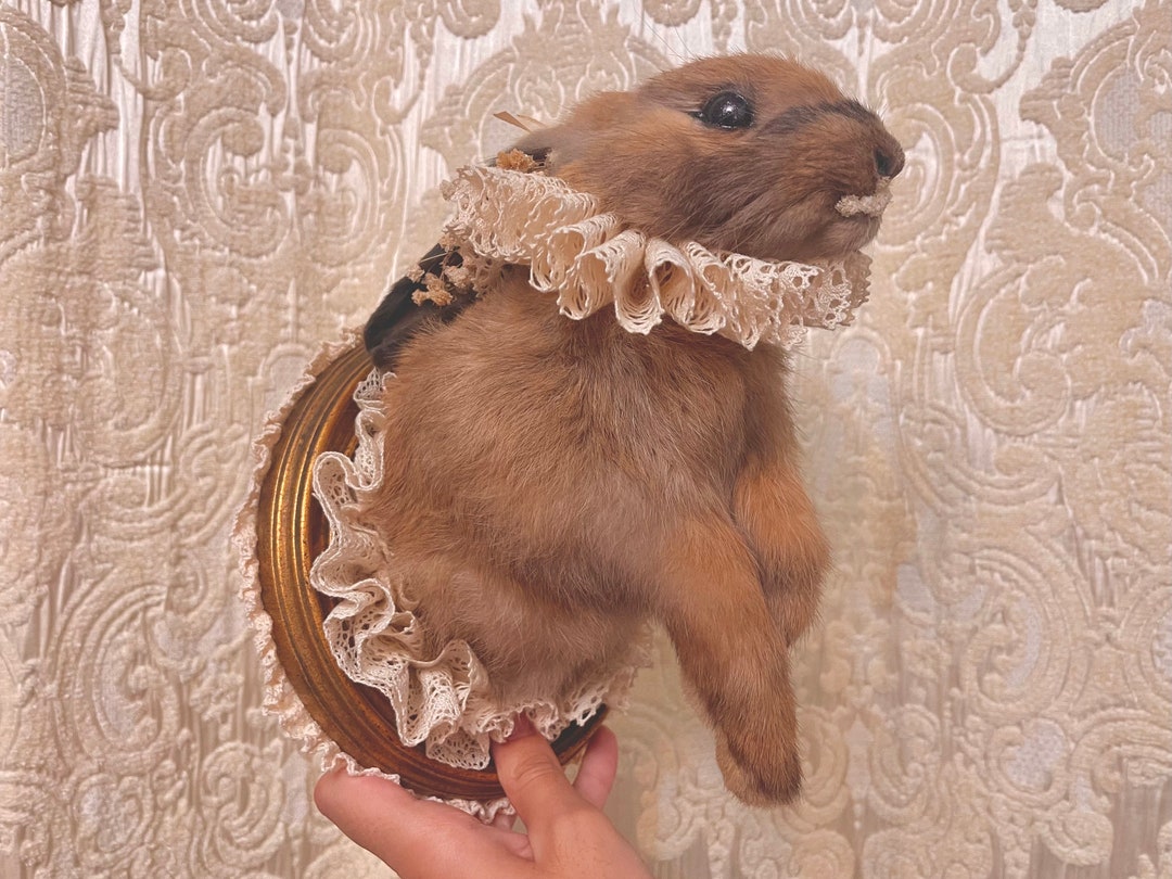 Taxidermy Bunny Half Mount: Real Taxidermy Rabbit Head Animal Oddities ...