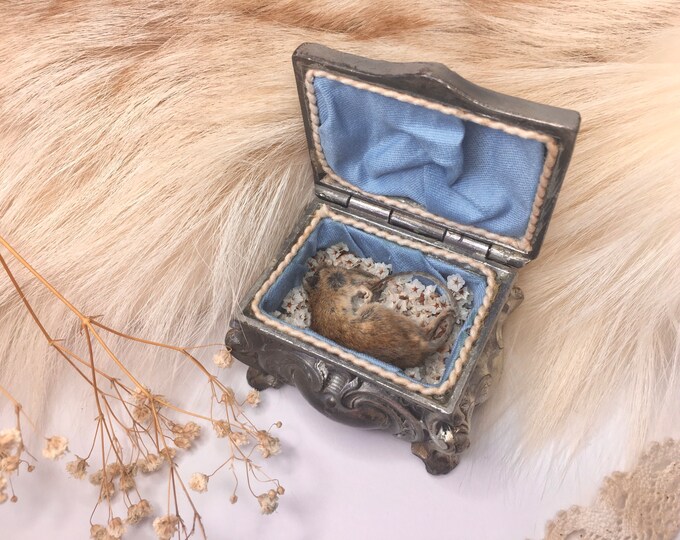 Mummy Wild Mouse Casket: Real Taxidermy Mouse Animal Oddities - Etsy