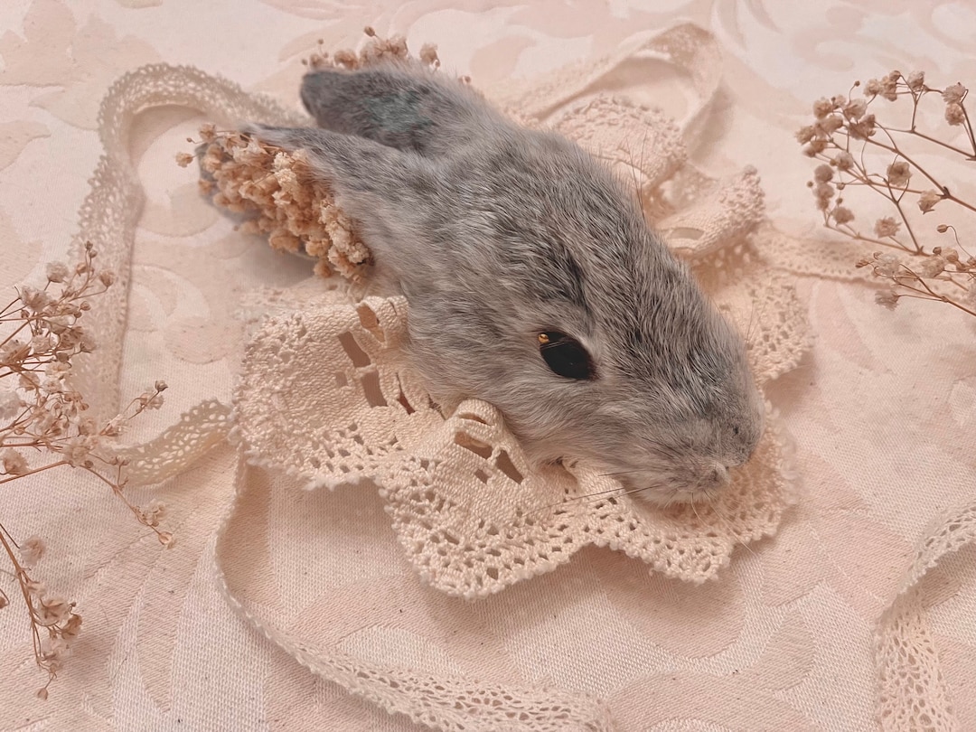 Taxidermy Bunny Head: Real Taxidermy Rabbit Head Animal Oddities Dry ...