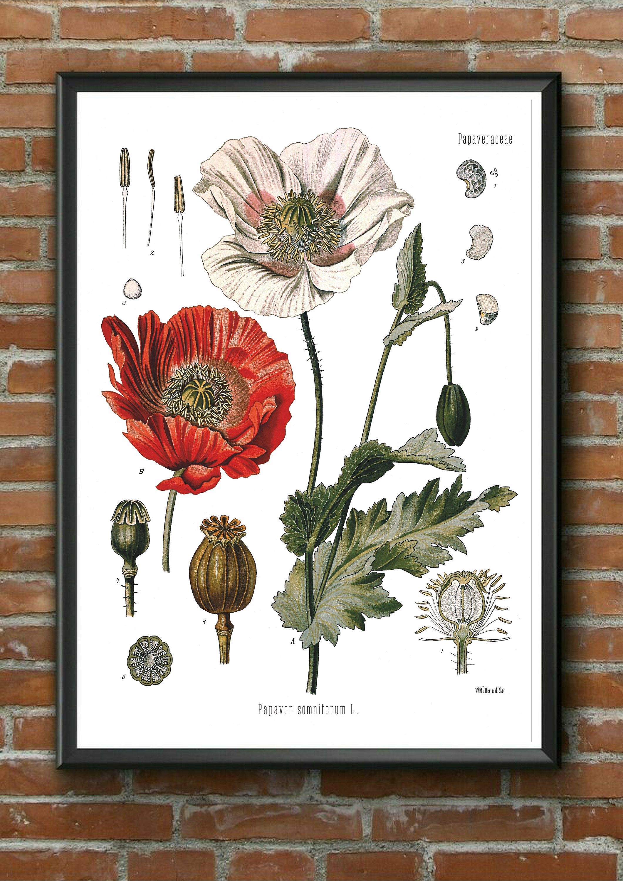 Poppy Plant Botanical Print Illustration Art A5 A4 A3 & | Etsy