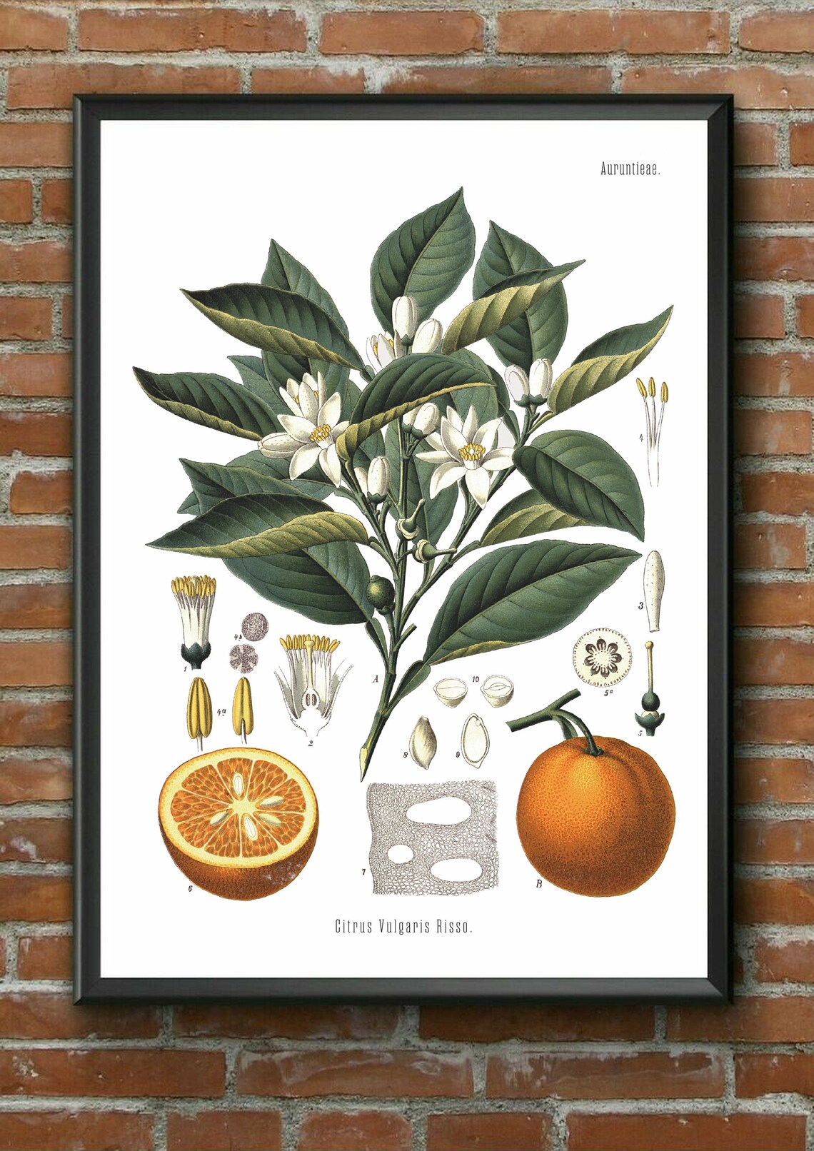 Orange Botanical Print Illustration Art A5 A4 A3 & Framed | Etsy