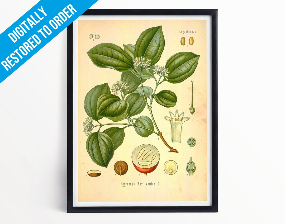 Strychnine Tree Botanical Print Illustration Art A5 A4 A3 Kohler's ...