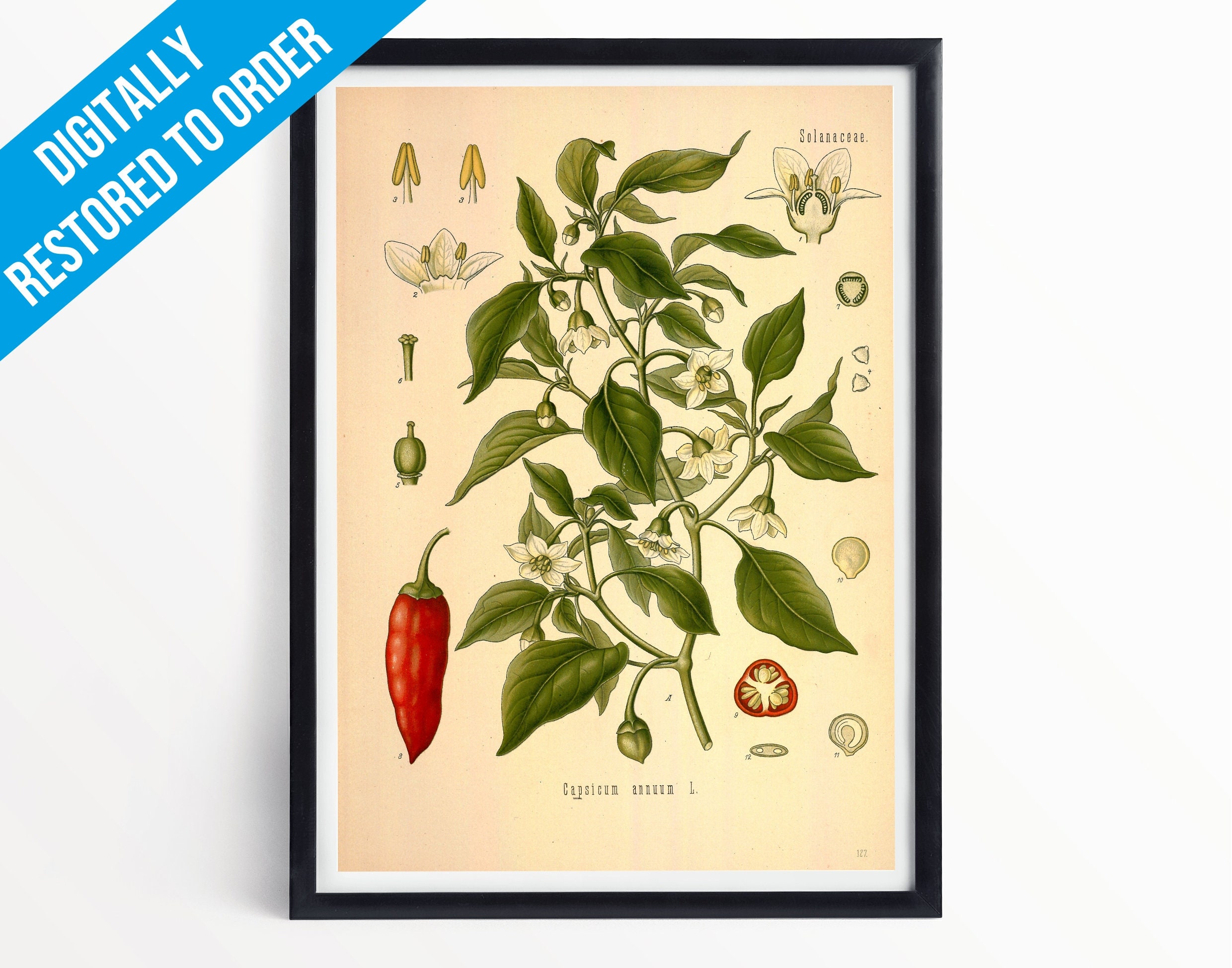 Chili Pepper Botanical Print Illustration Art A5 A4 A3 - Etsy UK