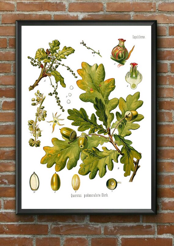 English Oak Tree / Acorns Botanical Print Illustration Art | Etsy