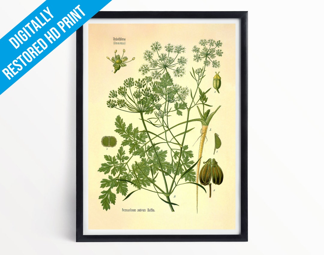 Parsley Botanical Print Illustration Art A5 A4 A3 Kohler's Medicinal ...