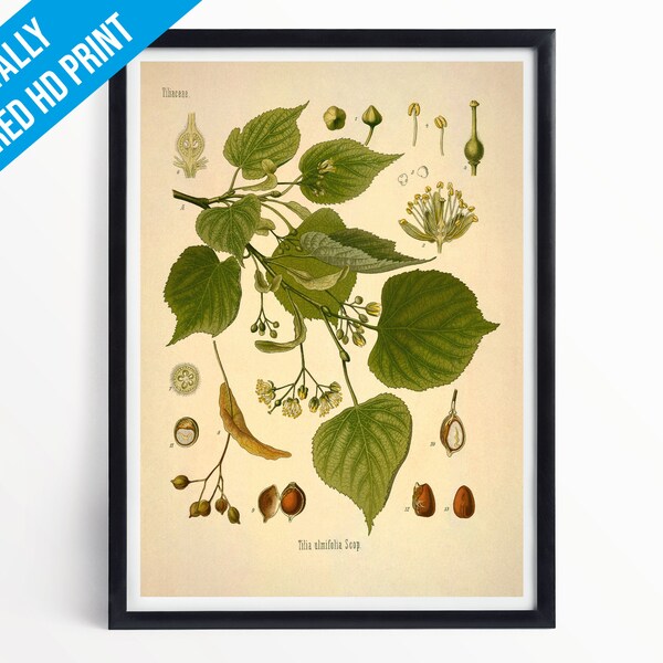 Botanical Poster - Etsy
