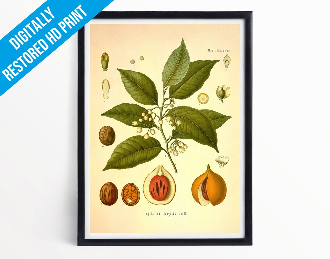 Nutmeg Botanical Print Illustration Art A5 A4 A3 Kohler's Medicinal ...