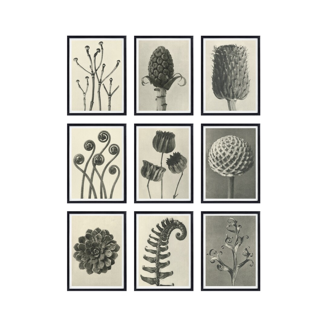 Karl Blossfeldt Botanical Prints 9 Options Unformen Der Kunst A5 A4 A3 Abstract Botanical Art