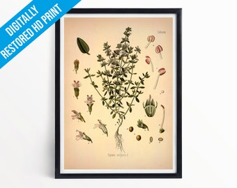 Couch Gras Botanischer Druck Illustration Kunst A5 A4 A3 Kohler's ...