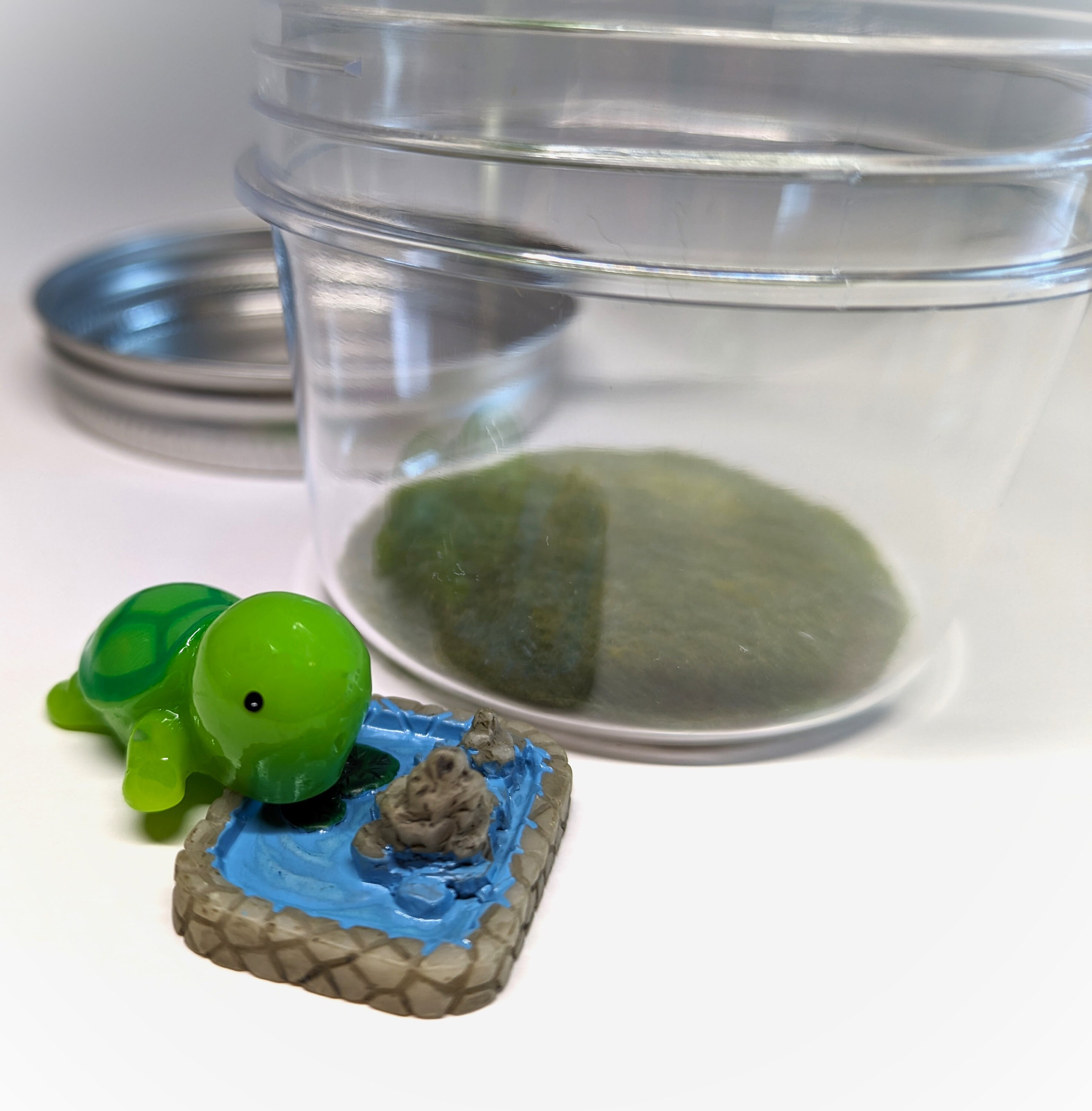 Desk Pet Turtle, Desk Buddy, Desk Friend, Pocket Pet, Cute Baby Turtle ...