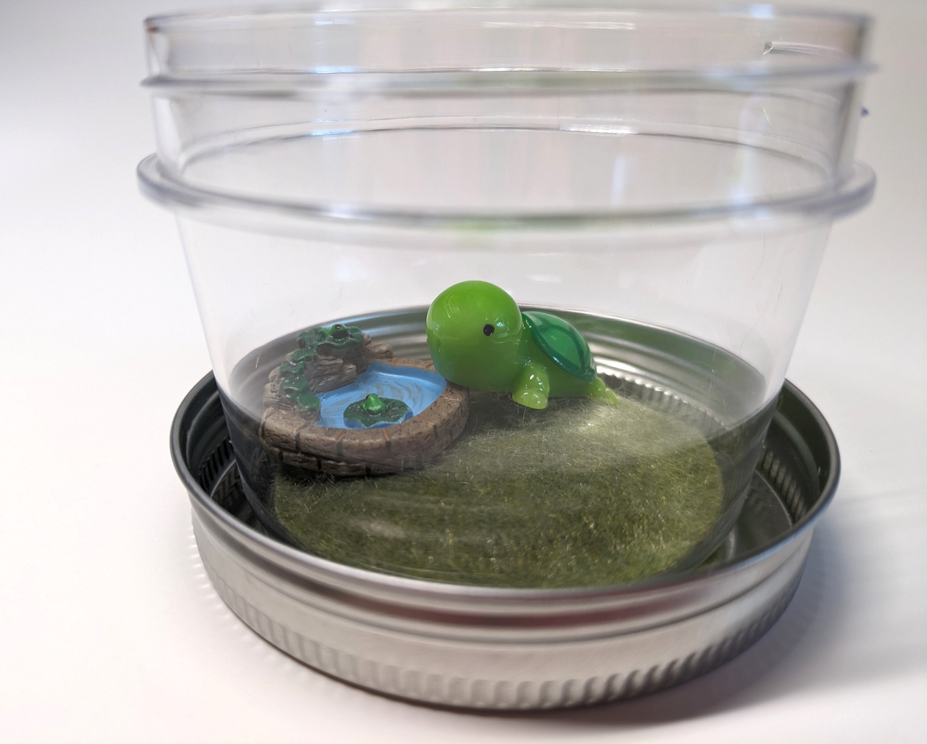 Desk Pet Turtle, Desk Buddy, Desk Friend, Pocket Pet, Cute Baby Turtle ...