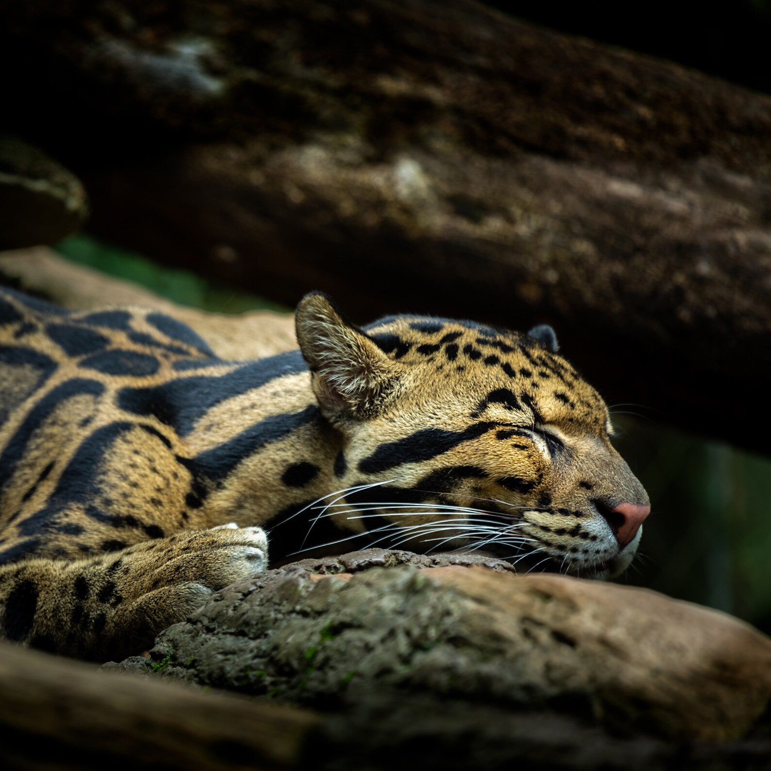 Clouded Leopard Safari Animal Print Safari Nursery Animal - Etsy