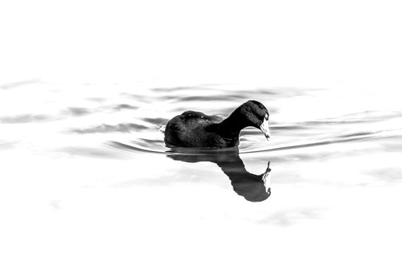 Bird Photography Fine Art Photography Kids Room Decor - Etsy