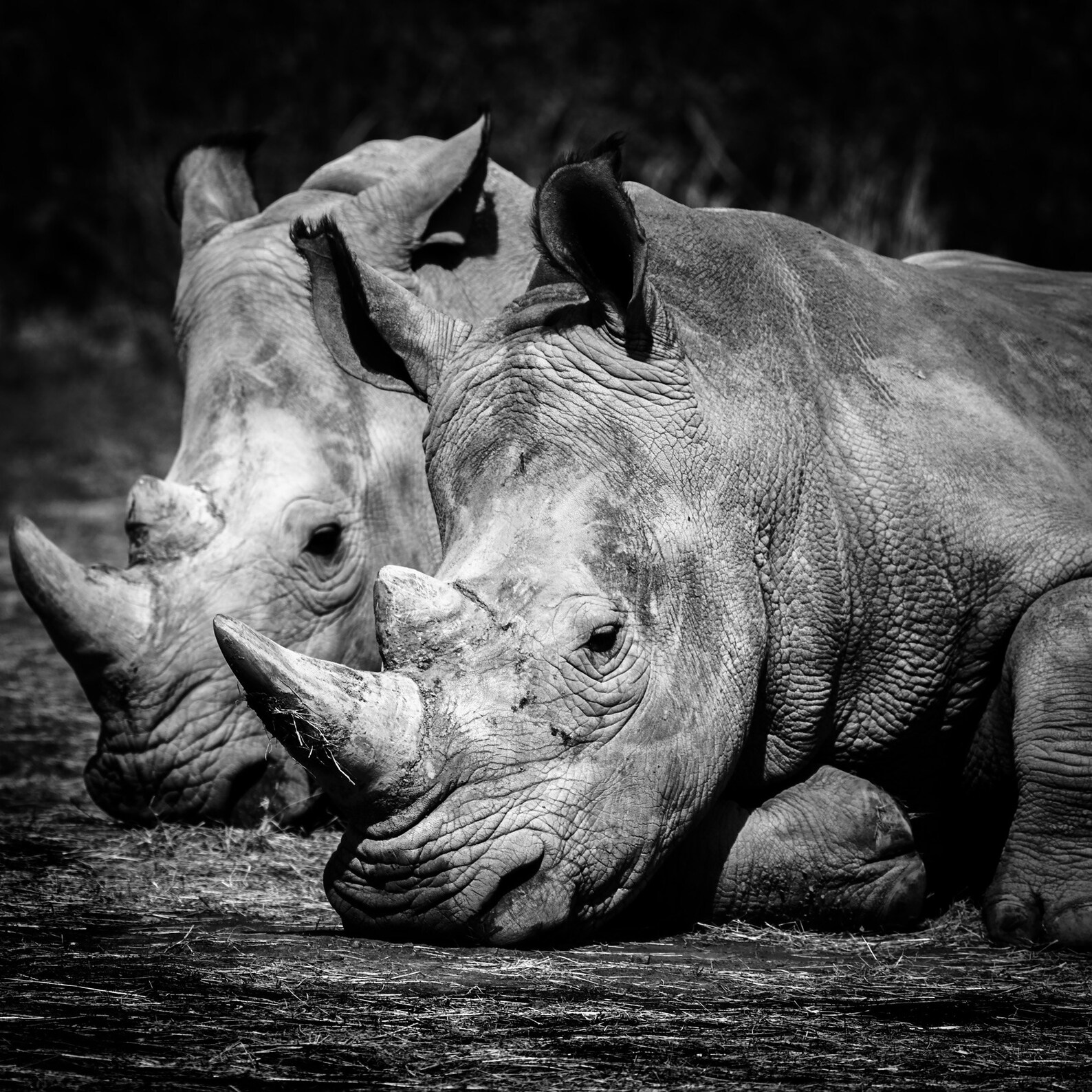 Rhinoceros, Safari Animal Prints, Safari Nursery Animal Prints ...