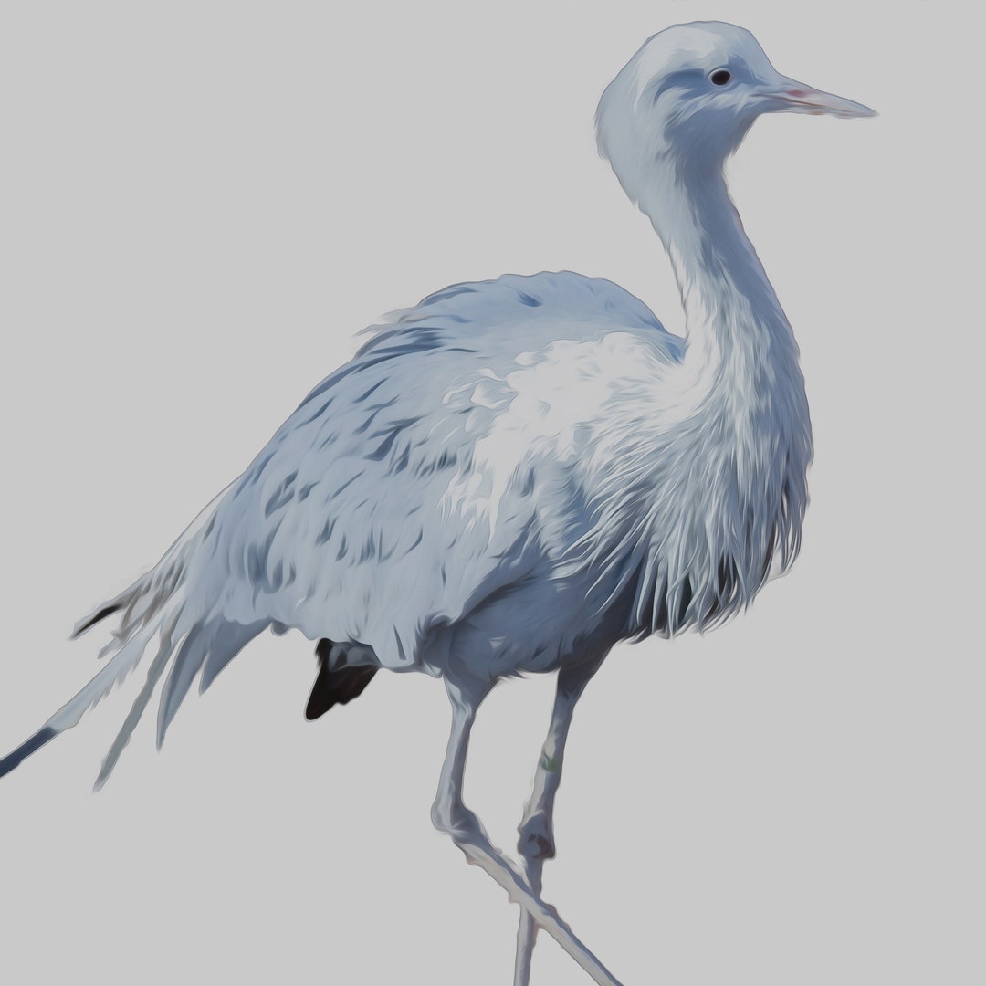 Zoo Animal Nursery Prints, Woodland Animal Prints, Baby Room Decor ...