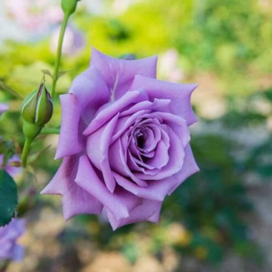 10 Light Purple Rose Seeds Flower Bush Perennial Shrub Flowers - Etsy