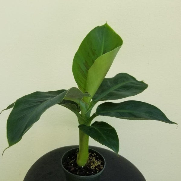Truly Tiny Banana Plant - Etsy