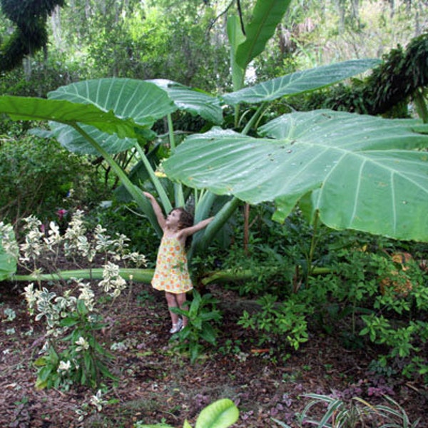 Colocasia Thailand Giant Elephant Ears - Etsy