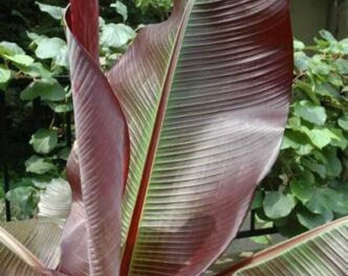 Musa Red Abyssinian - Ensete Maurelii - Banana Plant - Banana Tree - 12 ...